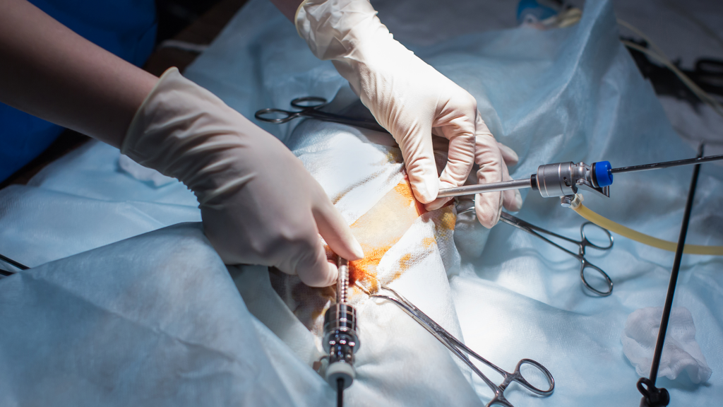 Castración canina y felina, ¿Por qué y cuando debo hacerlo? - Clínica ...