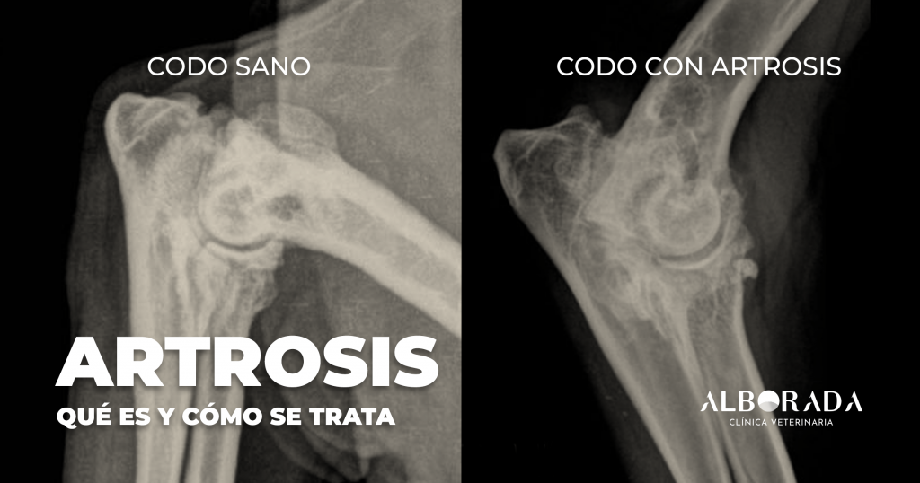 Artrosis canina y felina - Clínica Veterinaria Alborada
