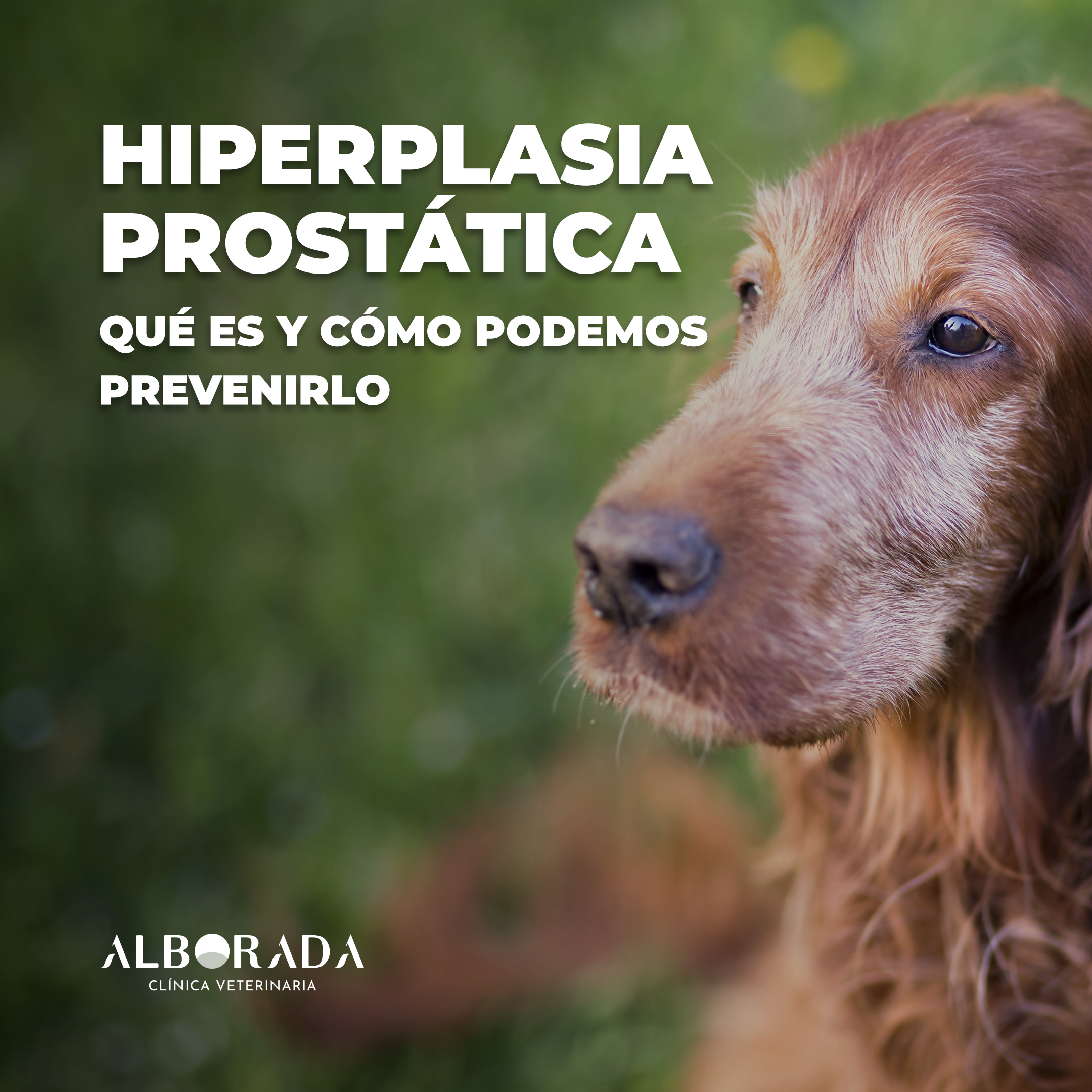 HIPERPLASIA PROSTÁTICA - Clínica Veterinaria Alborada