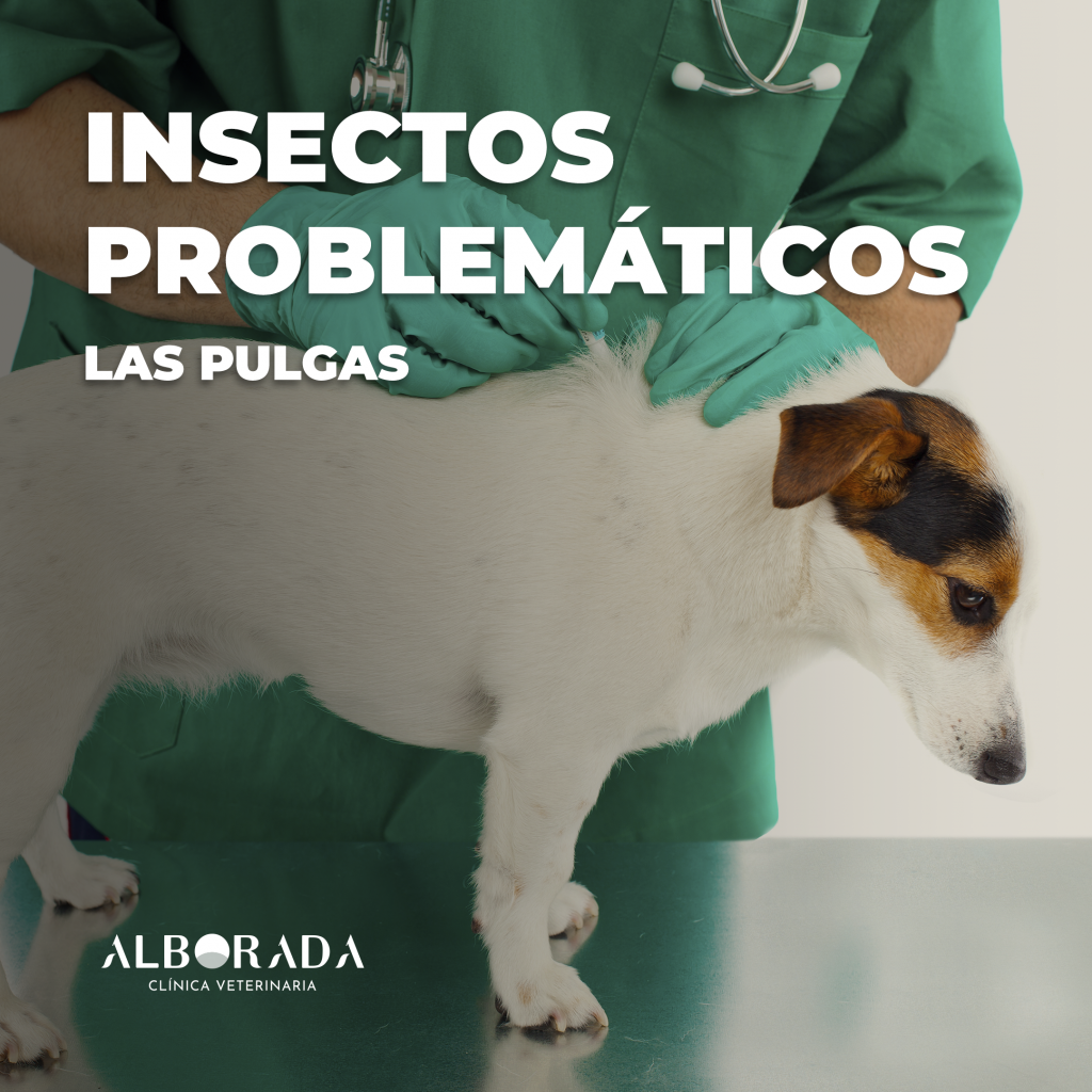 Insectos problemáticos: Las Pulgas - Clínica Veterinaria Alborada